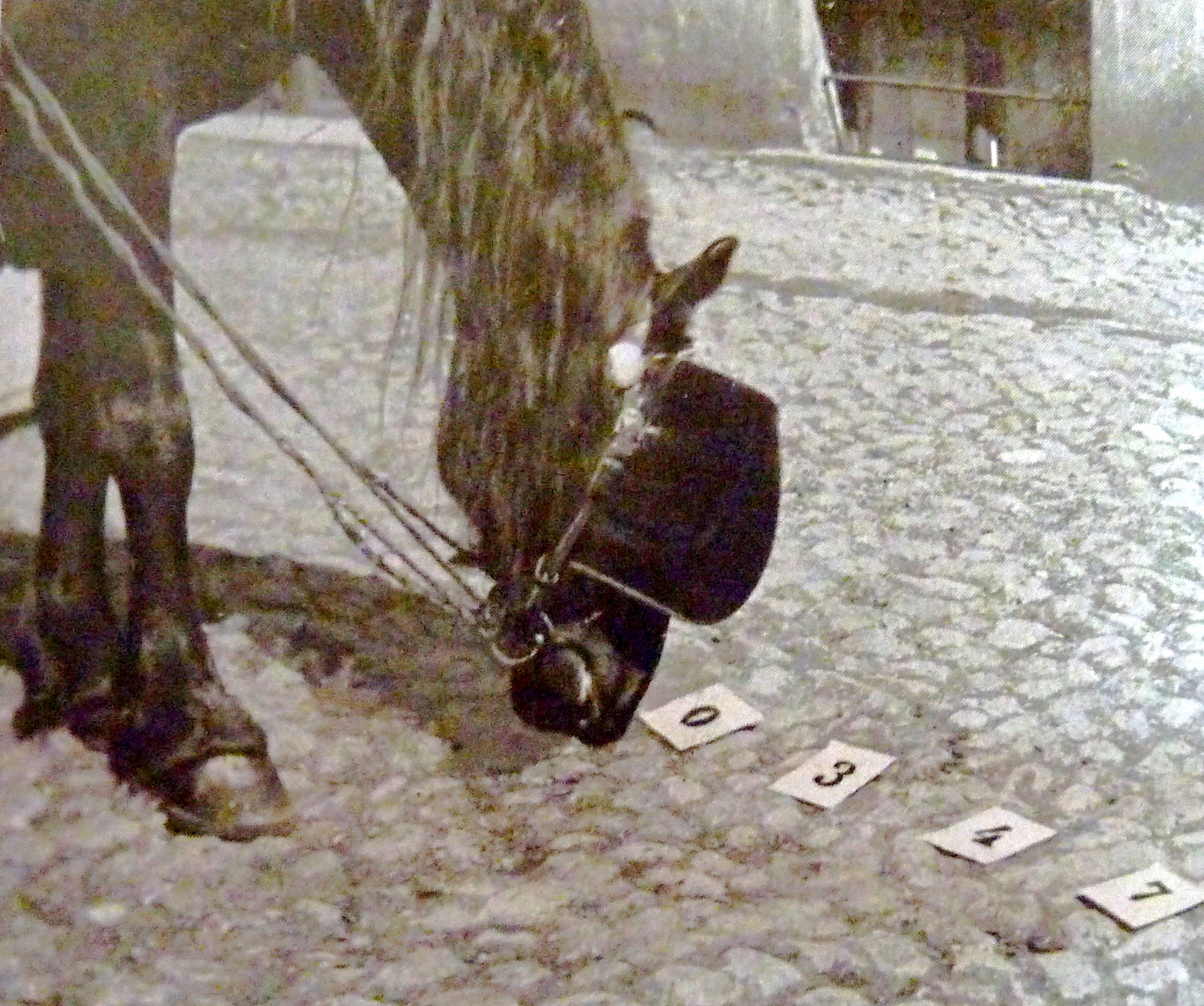 Oskar Pfungst
