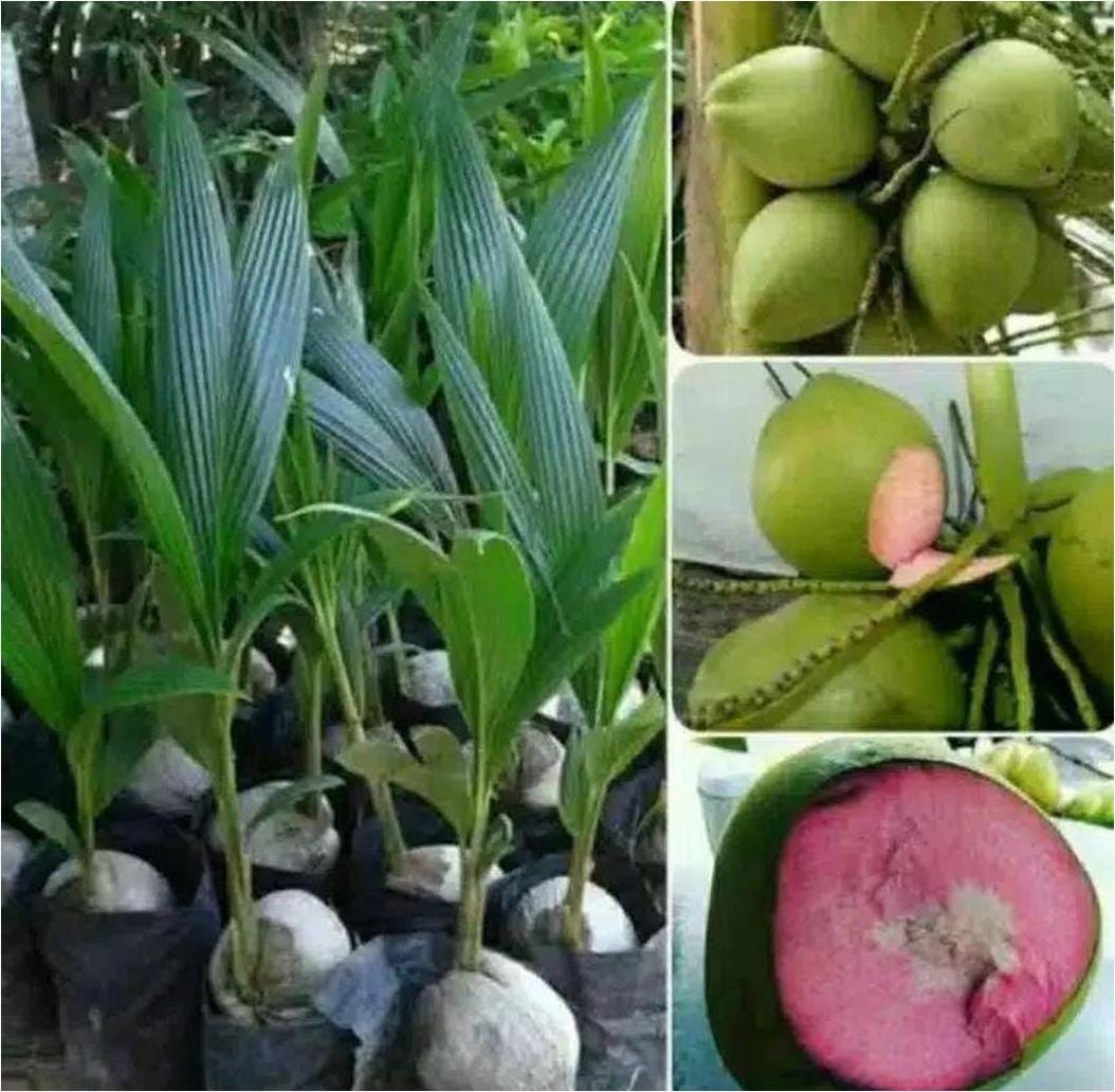 Kelapa Hibrida