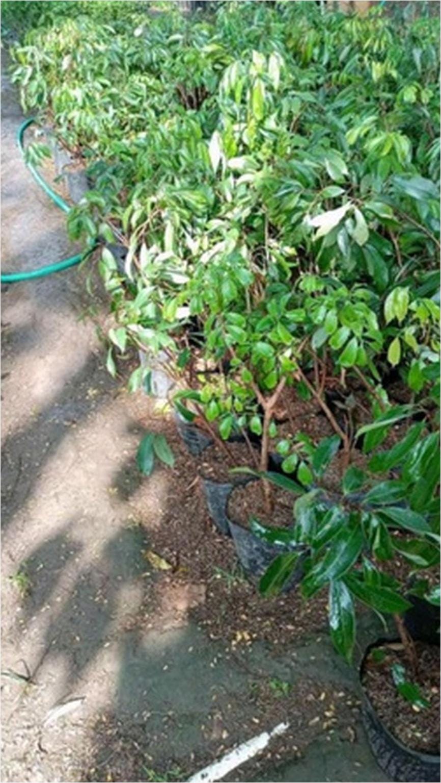 Pohon Leci Dalam Pot