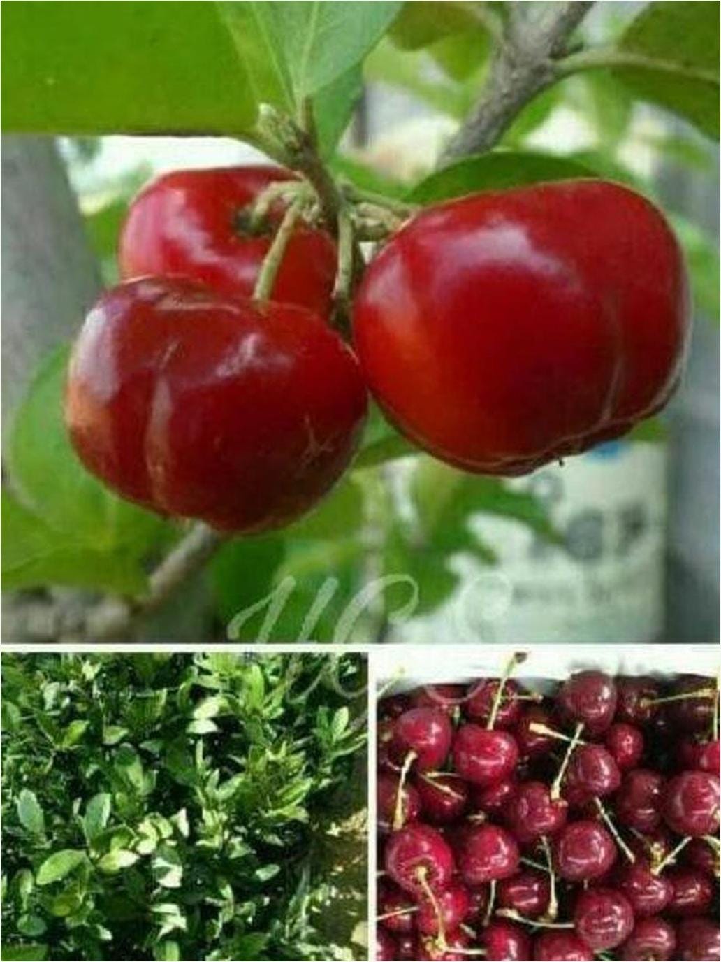 Bibit Pohon Ceri