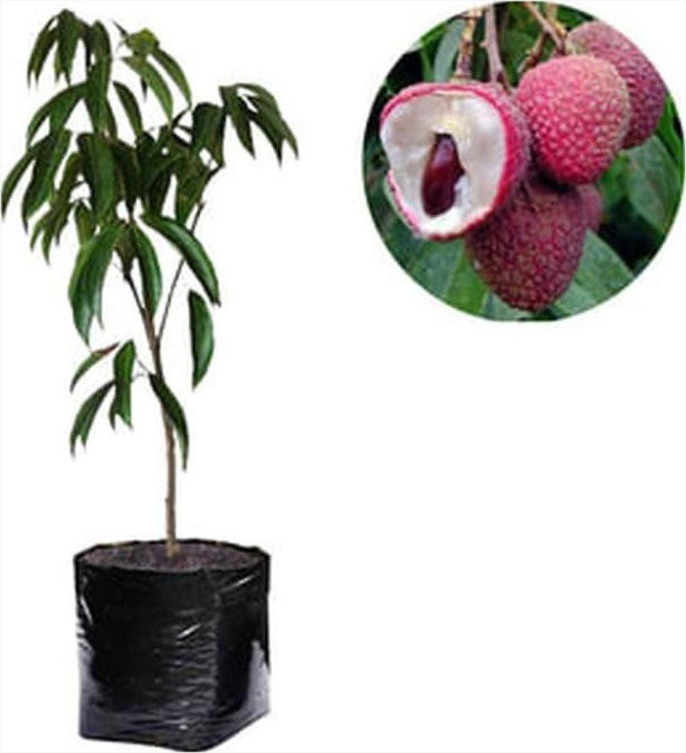 Pohon Leci Dalam Pot