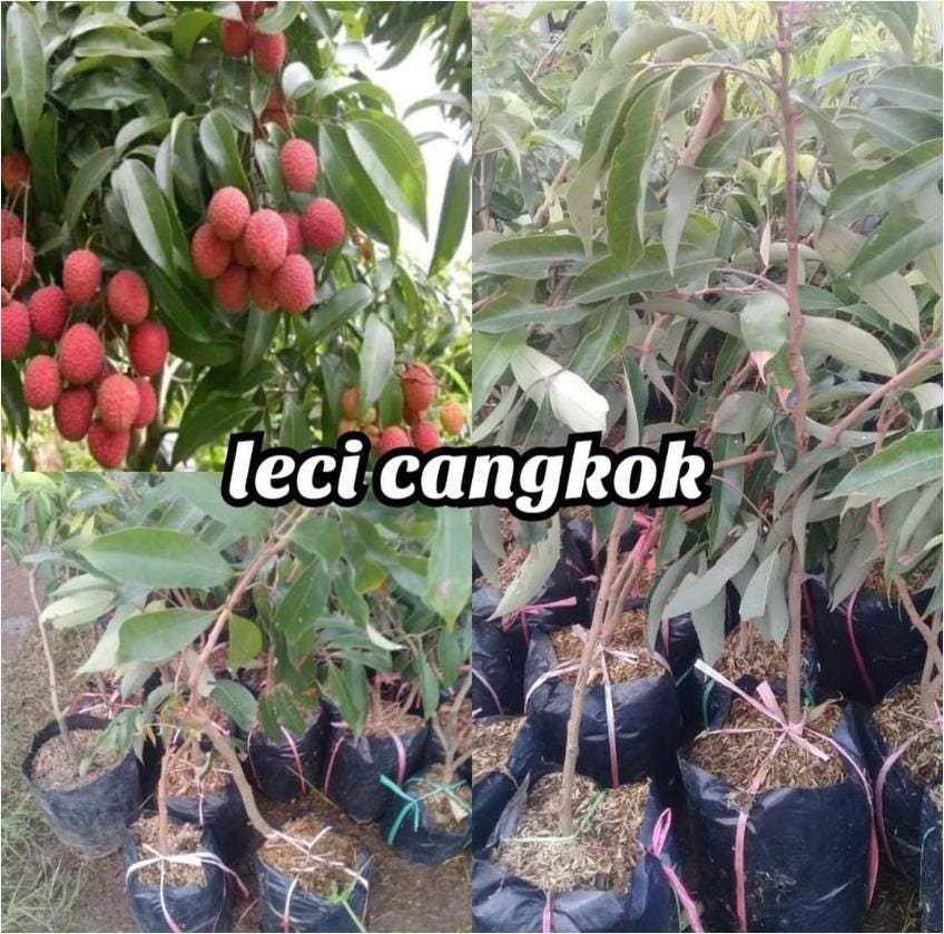 Bibit Pohon Leci