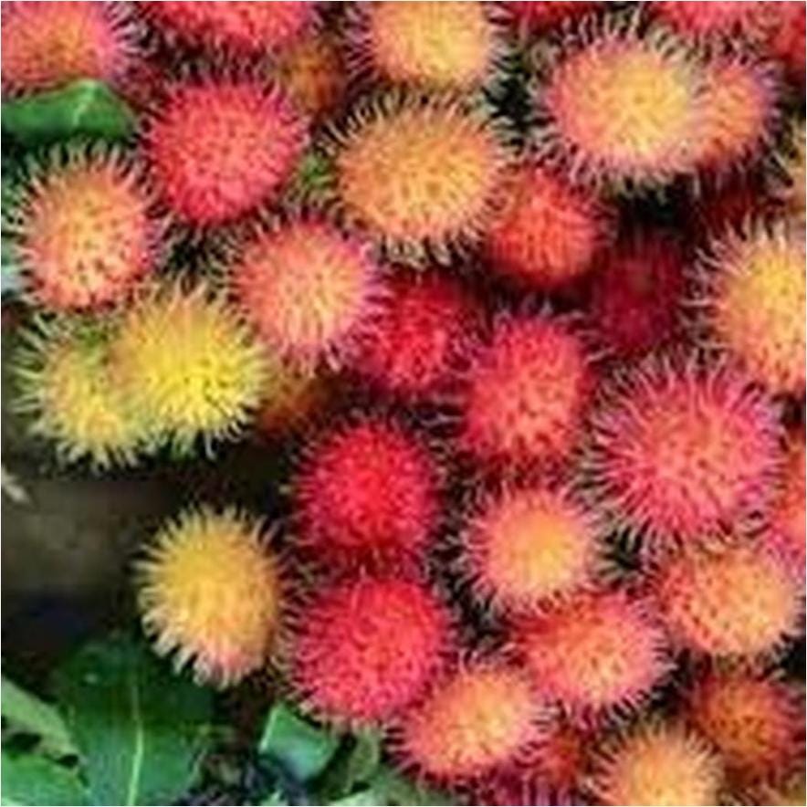 Pohon Rambutan Rapiah