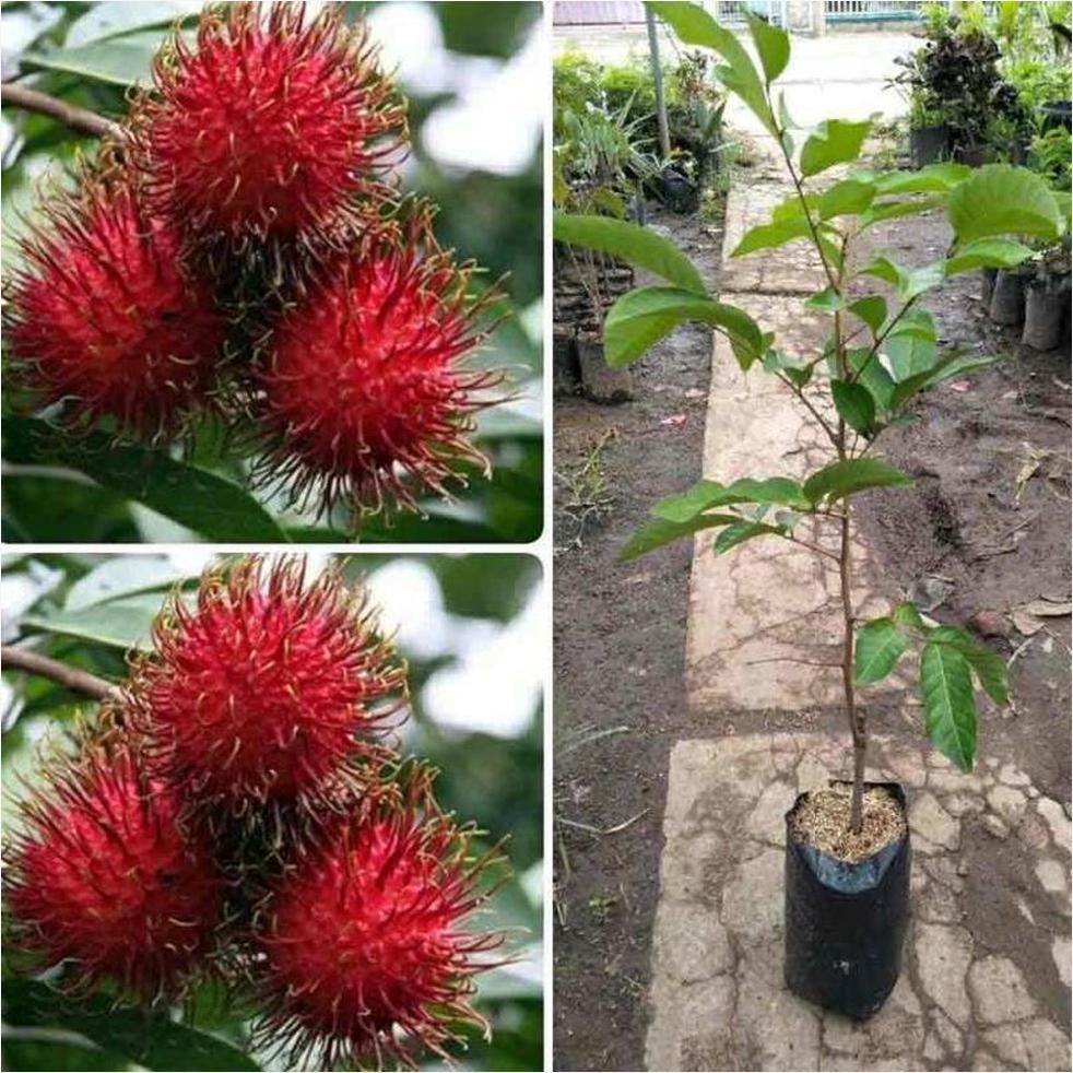 Pohon Rambutan Rapiah