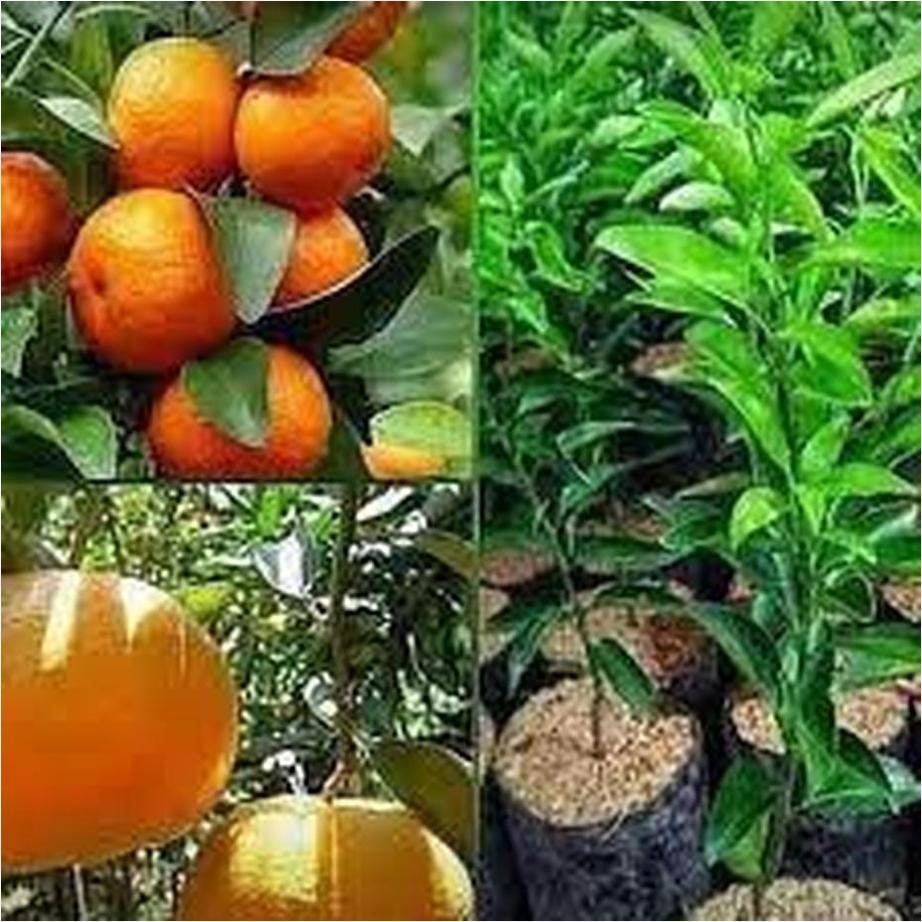 Pohon Jeruk Mandarin