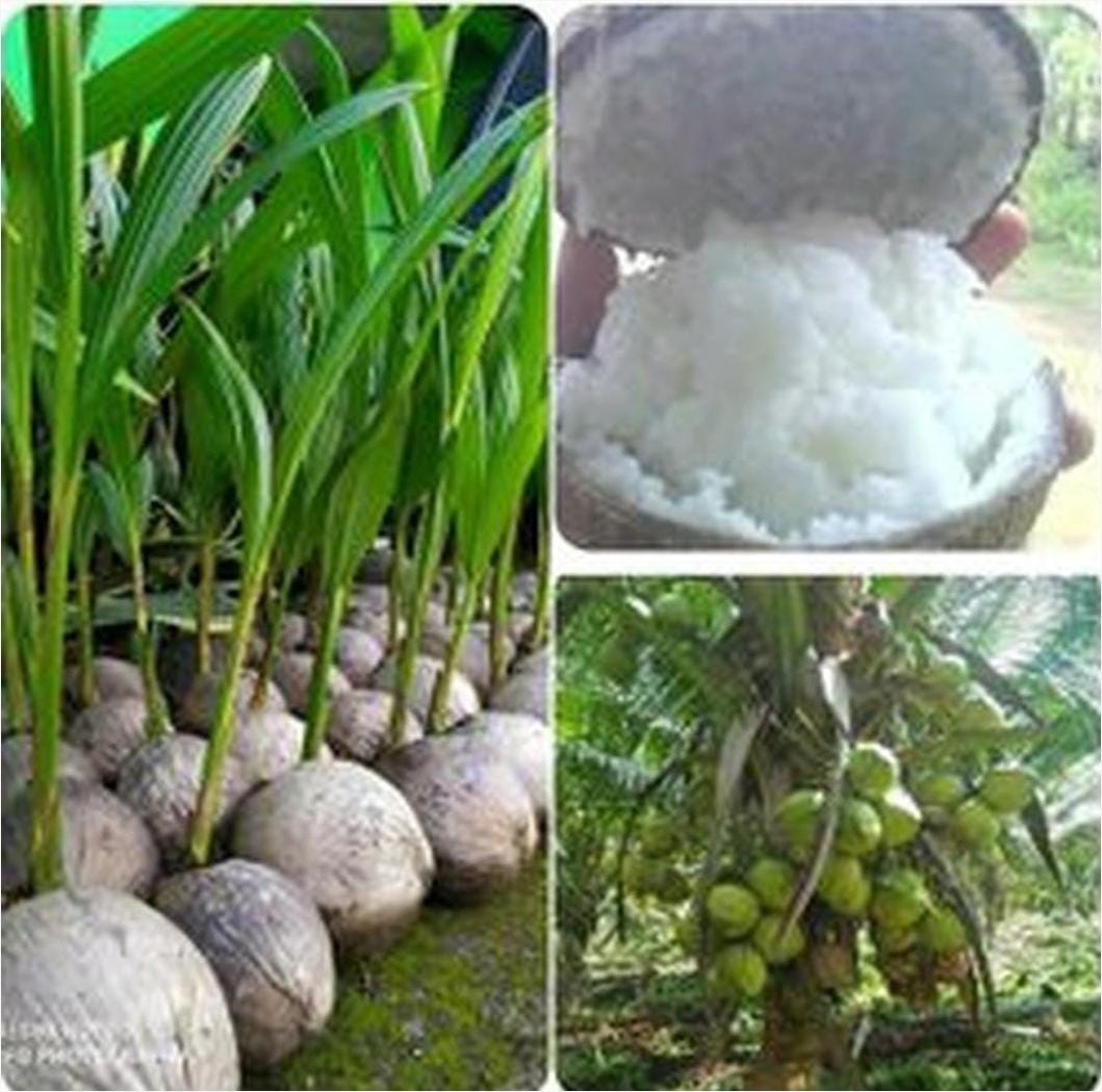 Bibit Kelapa Kopyor