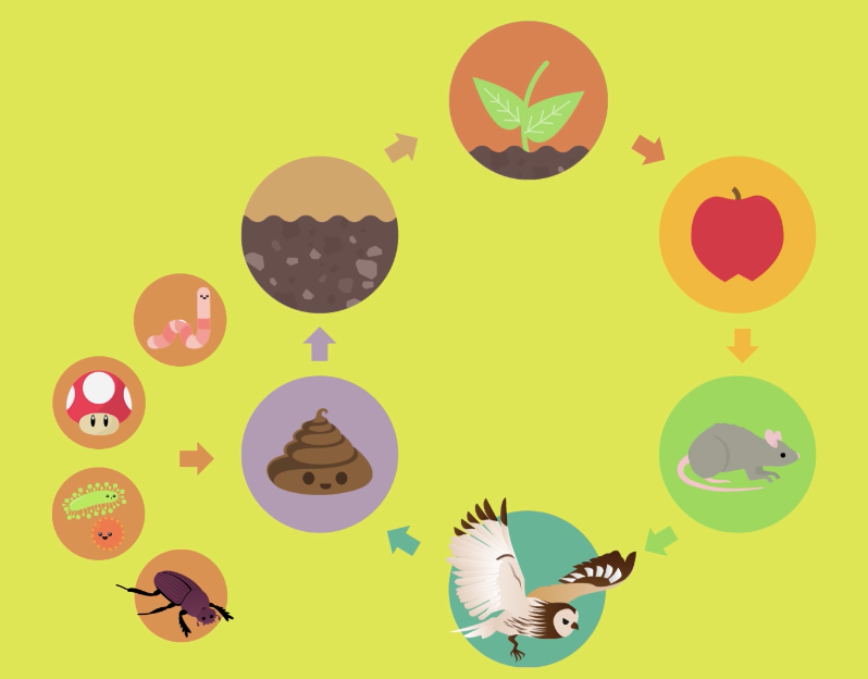 Food Chain For Kids