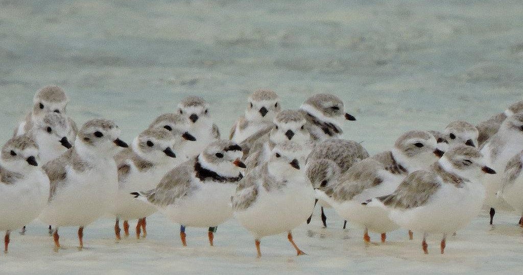 The many colors of Long Island shorebirds | by U.S. Fish & Wildlife ...