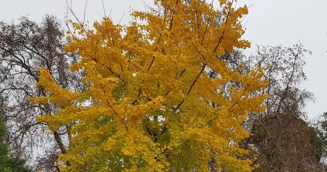 Street trees. Species that are often used as street… | by Peter Miles ...
