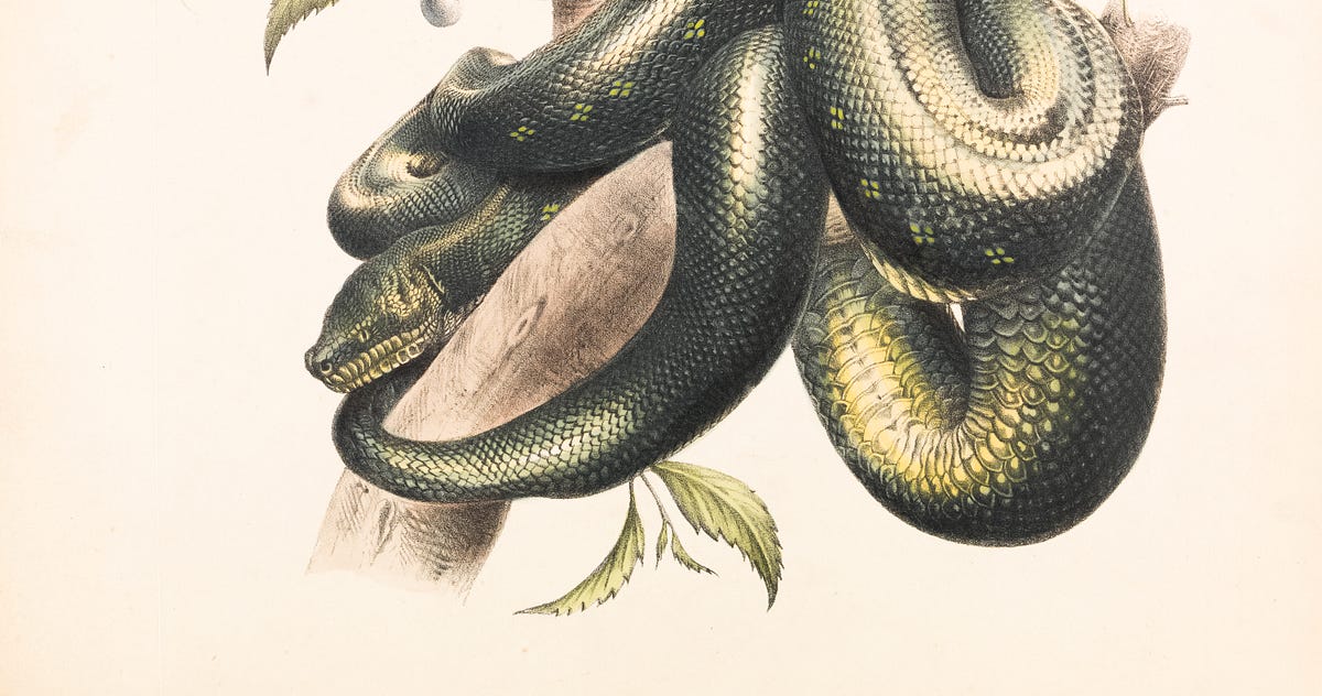 SCREAMING_SNAKE_CASE in React Web Development 🐍 | by Dr. Derek Austin 🥳 ...