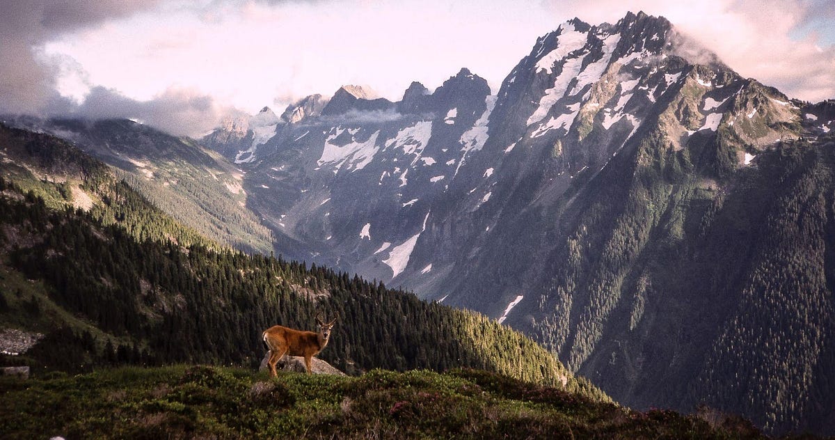 Why Do Humans Love Landscapes? Discover 5 Reasons | by a.c.e. Nature ...