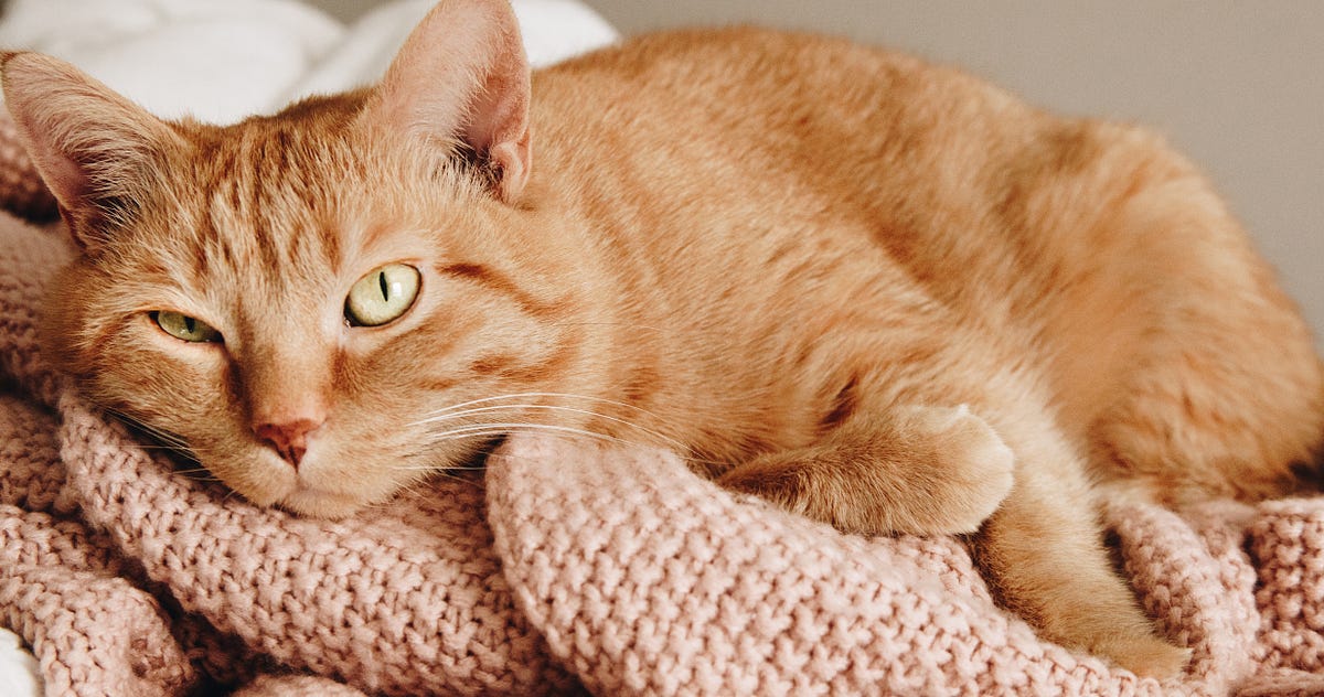 Everything You Need To Know About Moving Your Cat Overseas | by Zulie ...