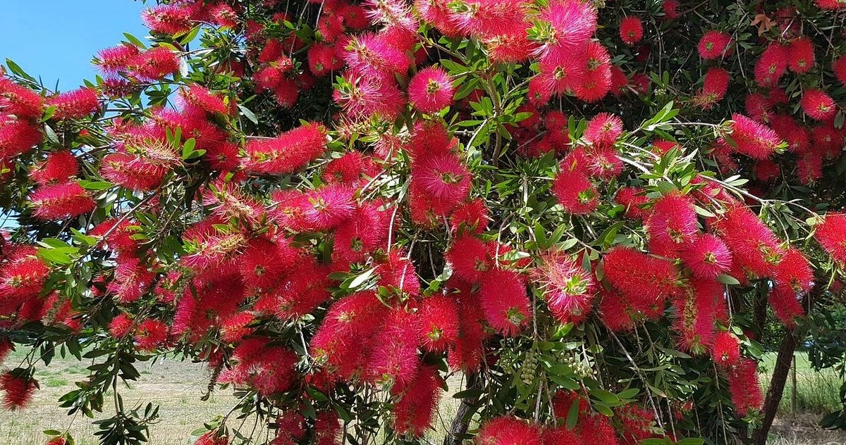 Trees for hot, dry climates. With a warming climate, the cooling… | by ...
