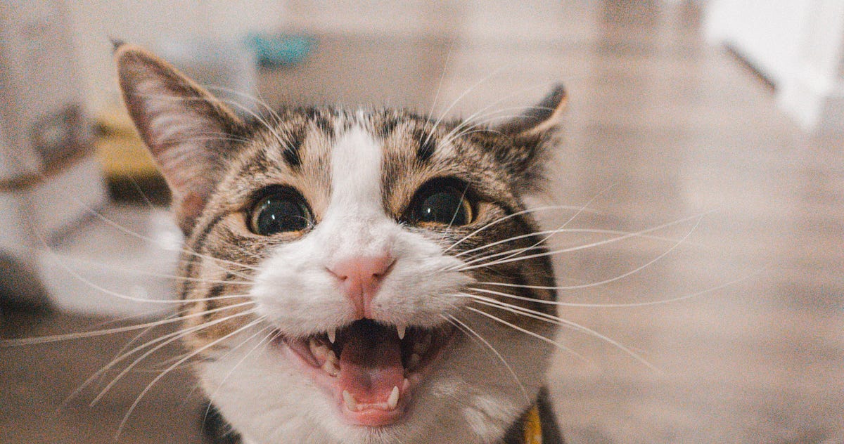 10 Important Differences Between React and React Native | by Dr. Derek ...