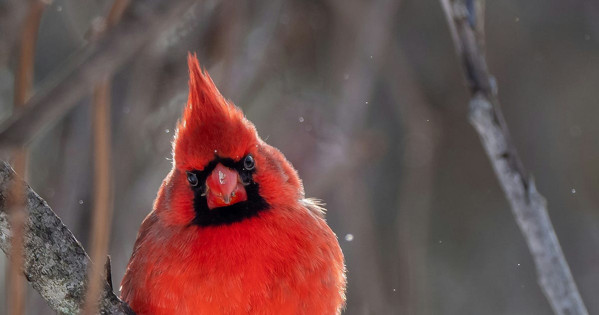 Cardinal - The Fiction Writer’s Den - Medium