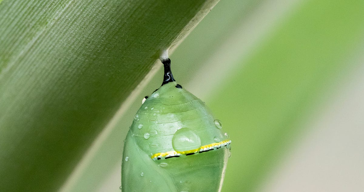 Chrysalis. Poem for the Micro-Season— Caterpillars… | by Natalie Wilkinson | Scribe | Medium
