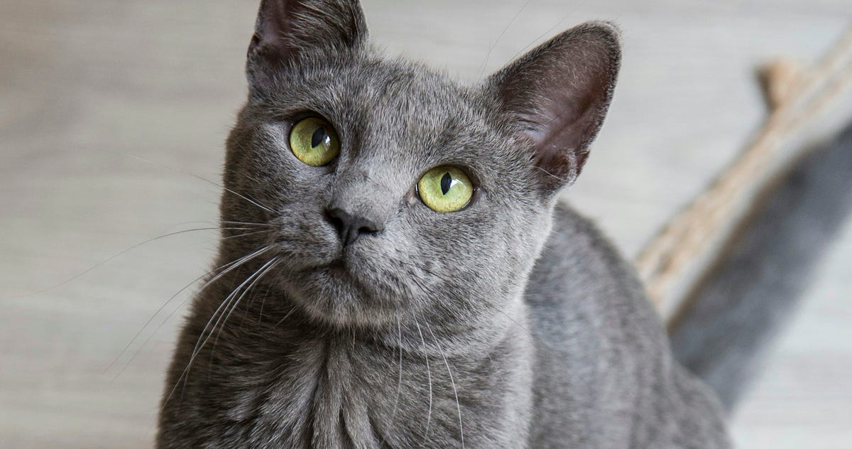 The Day My Mother’s Cat Talked. The words were pronounced so perfectly ...