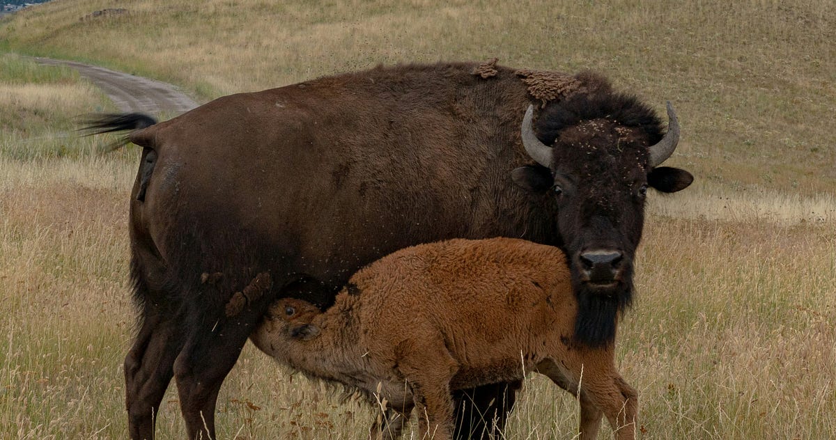 Take Heart Friend for Unto Us a White Buffalo Is Born | by Andy Lammers ...
