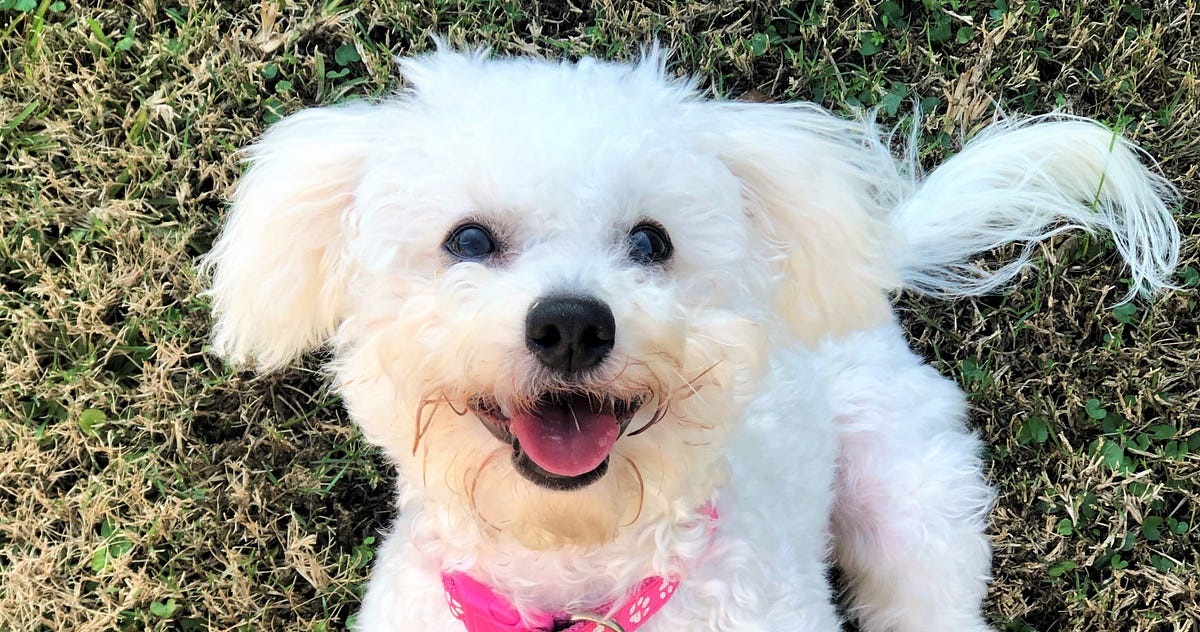 How To Use the Built-In ReturnType Type in TypeScript | by Dr. Derek ...