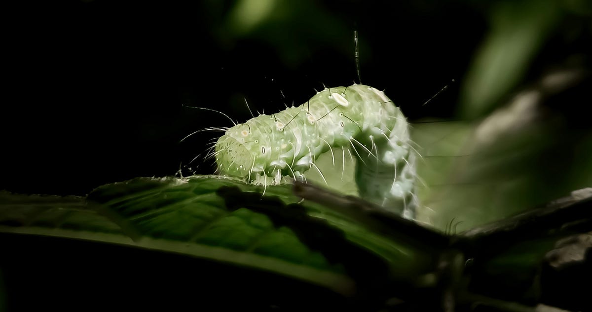 Sleek Worms. A poem | by Dr. Shamaima Irfan | Know Thyself, Heal ...