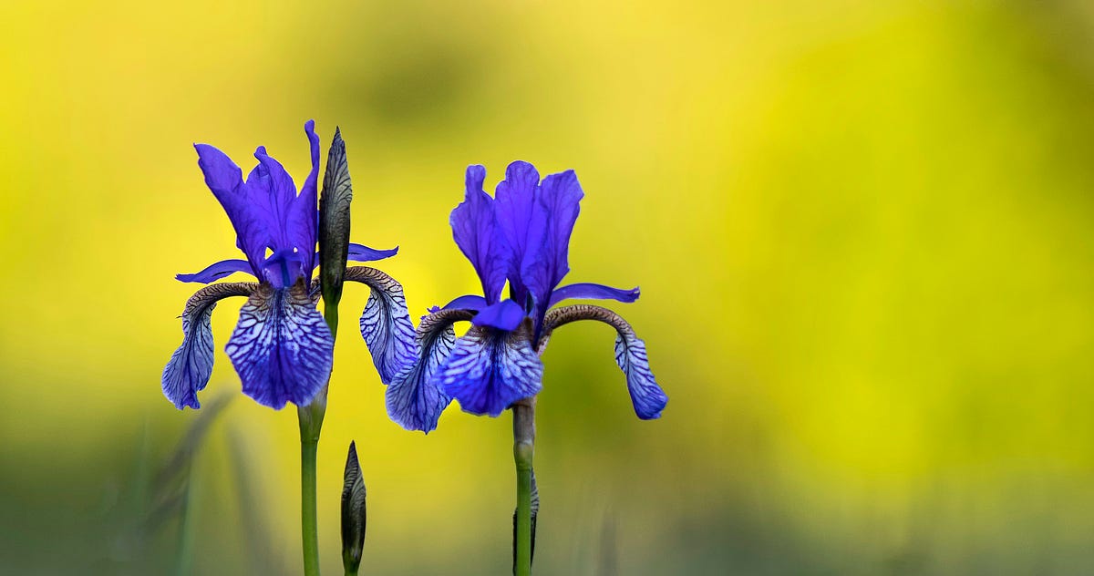 Iris. Poem for the Micro-Season—Irises Bloom | by Natalie Wilkinson ...