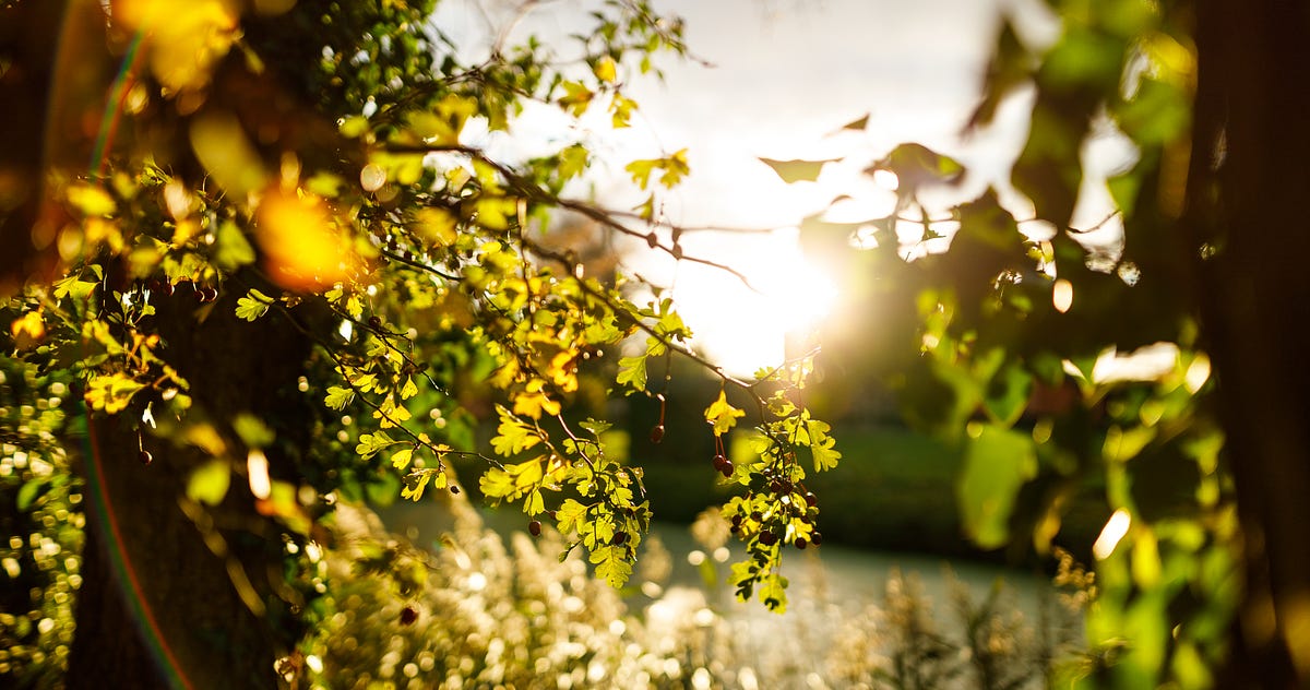 Early Morning Music. Haiku | by Teresa Young | Medium
