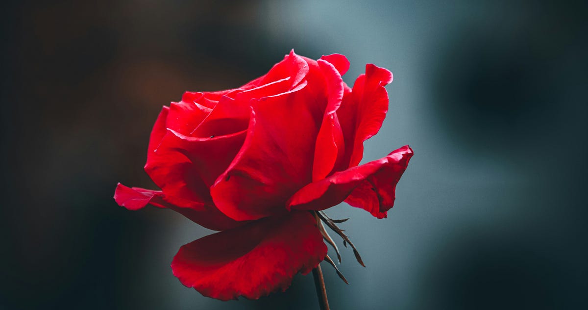What Rose Around Comes Around. You’ve heard of a love triangle. But ...