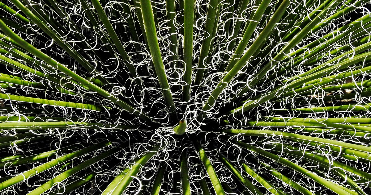 How to check for a string in JavaScript | by Dr. Derek Austin 🥳 ...