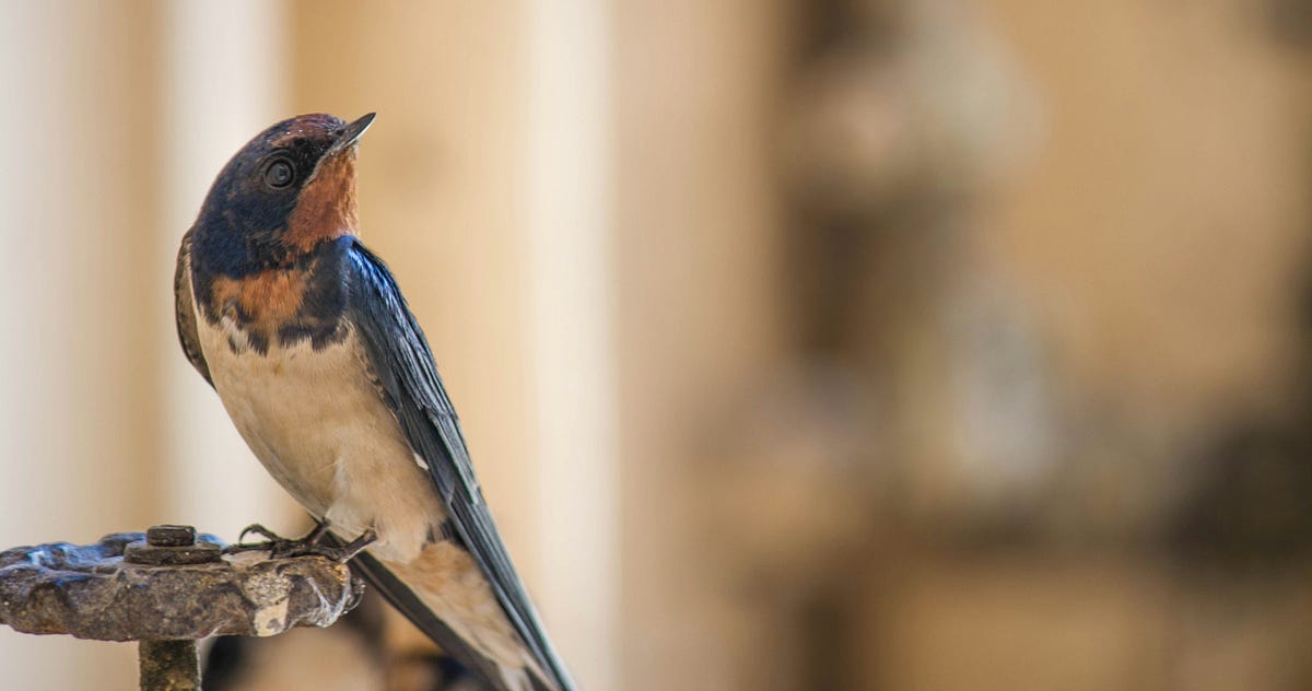 Swallows Return. Poem for the Micro-Season—Swallows… | by Natalie ...