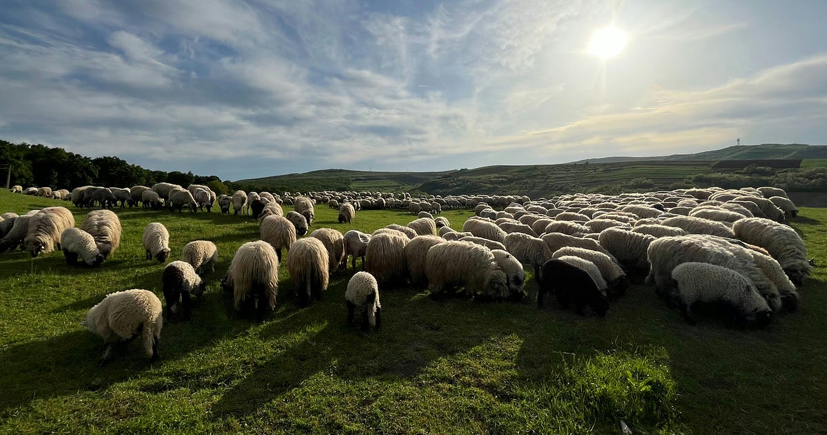 What Does a Shepherd Do During a Night of Fitful Worry? - The Daily ...