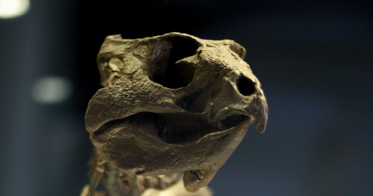 First Dinosaur Bones May Have Been Discovered in Africa 500 Years ...