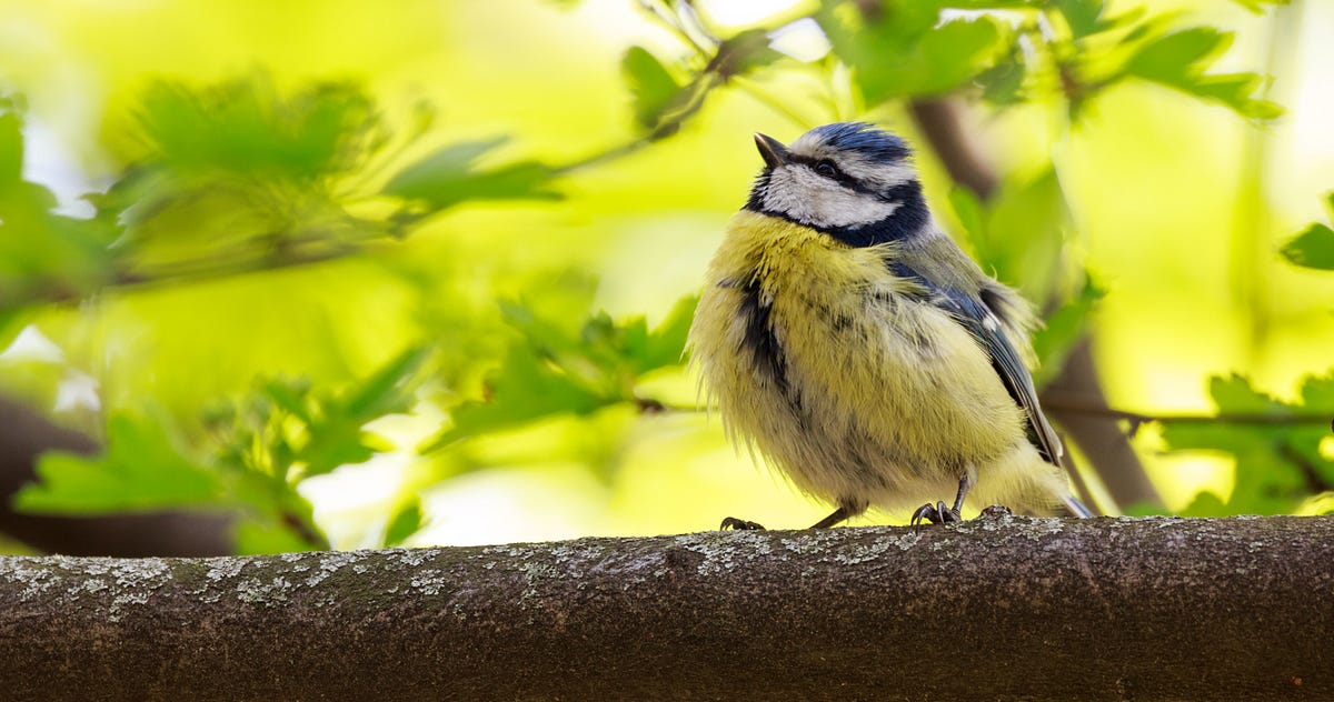 25 Great Songs for Bird Lovers. Music to celebrate our feathered… | by ...