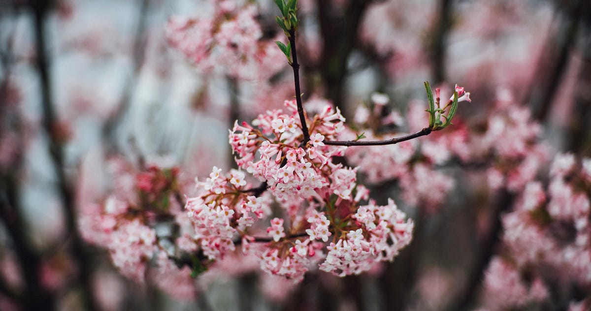 How to Check for Undefined in JavaScript | by Dr. Derek Austin 🥳 | Coding at Dawn | Medium