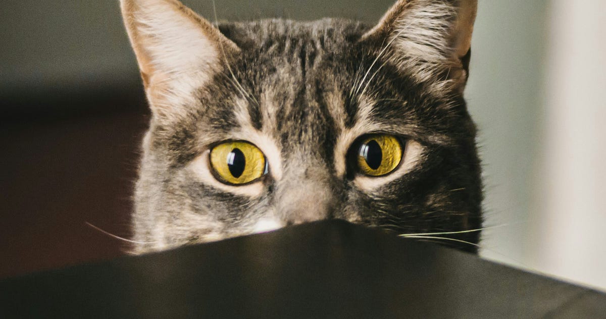 My Cats are Hungry, Grumpy, and Acting like Jerks | by Matthew Maniaci ...