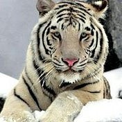 Pam Bradley-Rushton – Medium