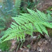 Jennifer Lockridge – Medium