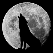 Lone Wolf – Medium