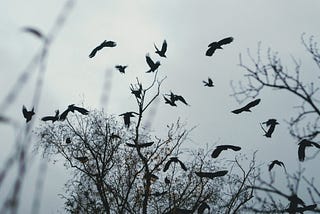 Using BrainFlow with OpenBCI EEG recorder on a Raspberry Pi | by ...