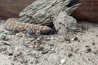 Natalie Larson – Medium