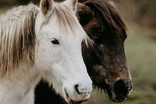 Srija Anaparthy – Medium