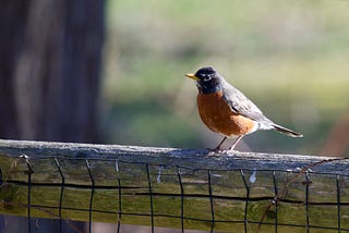 Ms. Mary Ann – Medium