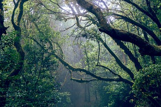 Ina Zeneli - Author – Medium