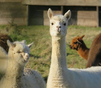 Paul Reigel on Medium curated some lists