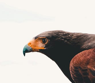 Sanidhya Goel on Medium curated some lists