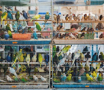 Demar Brown on Medium curated some lists