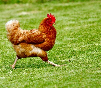 Ralph Bell on Medium curated some lists