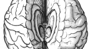 The Science of Split-Brain. What happens when the connection… | by Five ...