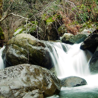 Cascading Evergreens - Weeds & Wildflowers - Medium
