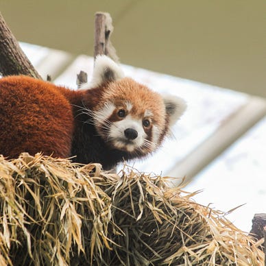 Formatting JSON Data for Readability in Python | by Dr. Alvin Ang | Dev Genius