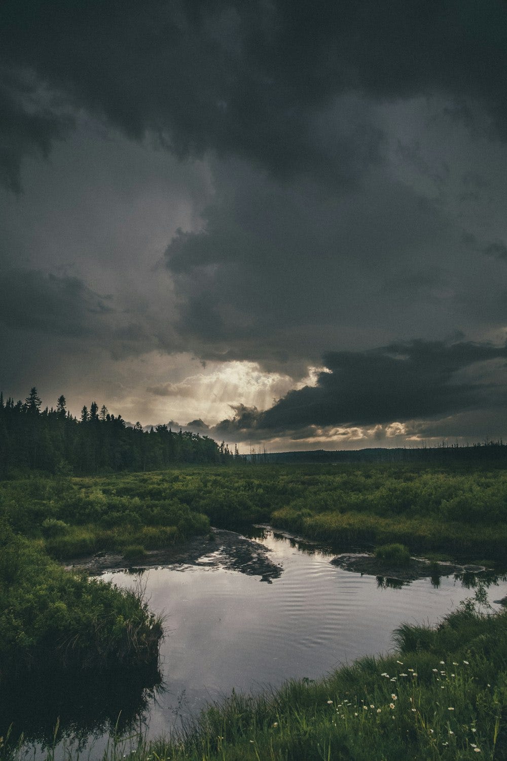 Conserving Wetlands: Preserving Vital Habitats for Wildlife and Humans ...